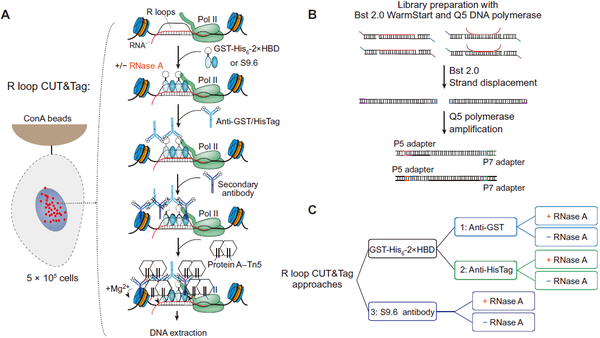 特殊DNA-RNA互作R-loop丰富基因转录的表观调控机制 - 知乎