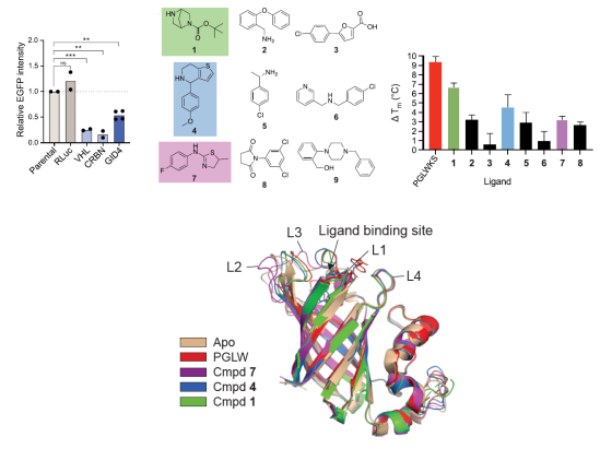 DELopen文献解读| CTLH E3 ligase亚基GID4小分子配体发现之旅 - 知乎