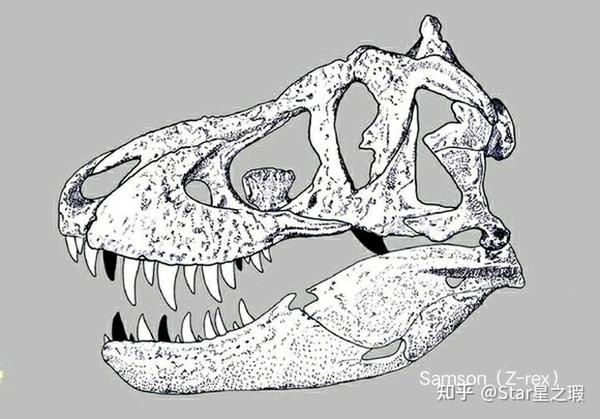 霸王龙体型的一些个人推测 - 知乎