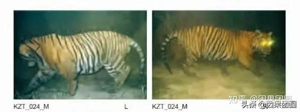 卡齐兰加系列5：传奇虎王KZT-085的故事！ - 知乎