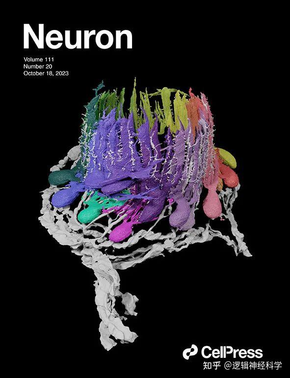 Neuron︱收藏！2023年期刊封面文章汇总 - 知乎