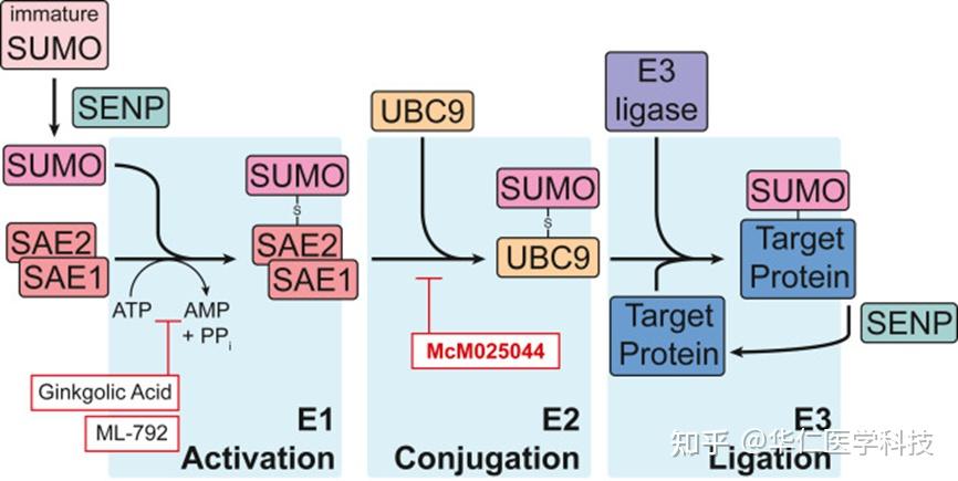 肿瘤易复发？天然提取物通过靶向苏素化抑制肿瘤干细胞生长 - 知乎