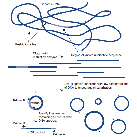 #微观探索人体奥秘# 019 PCR衍生技术 - 知乎