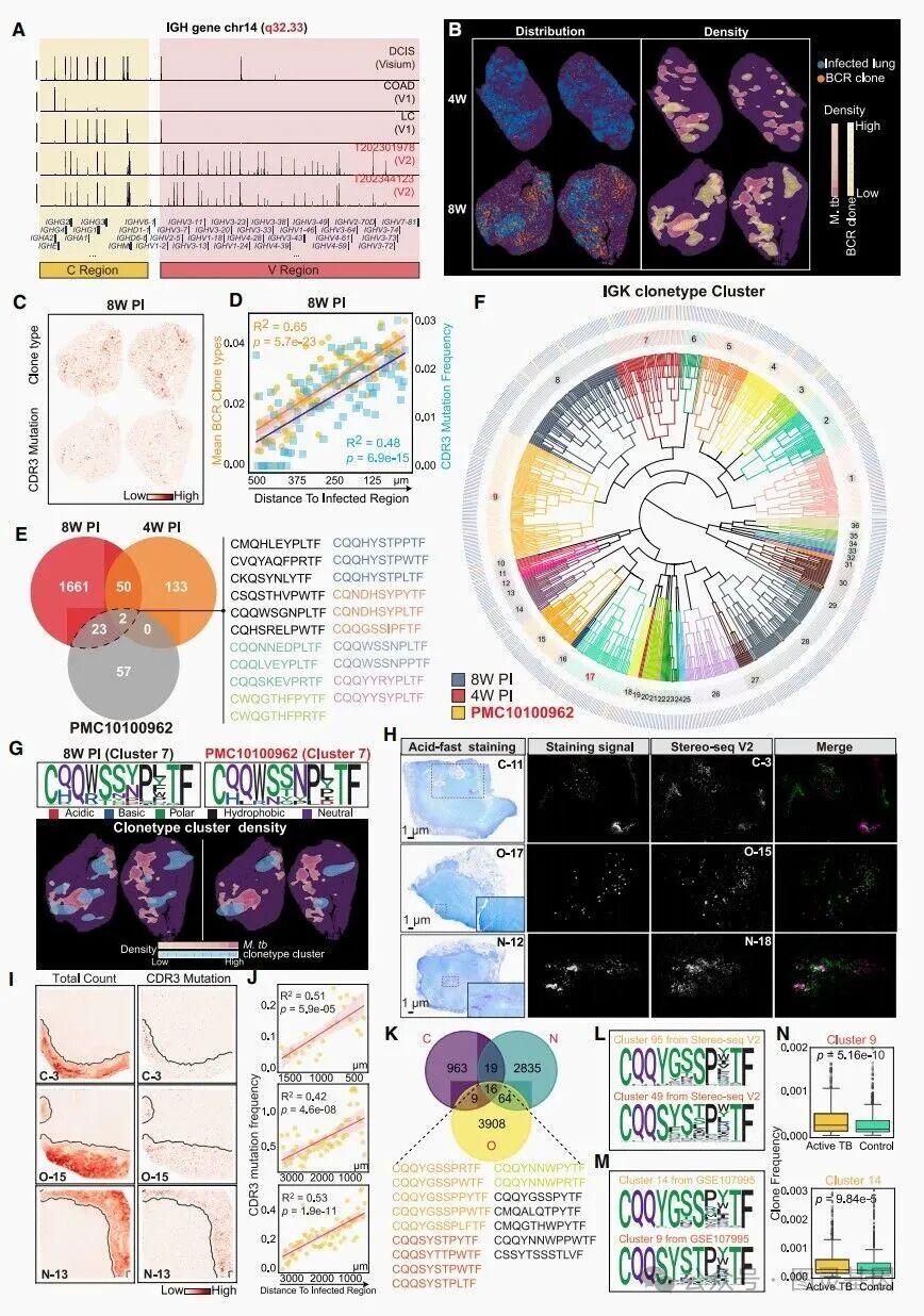 Cell ｜ 华大基因：Stereo-seq V2以单细胞精度重塑FFPE空间全转录宇宙 - 知乎