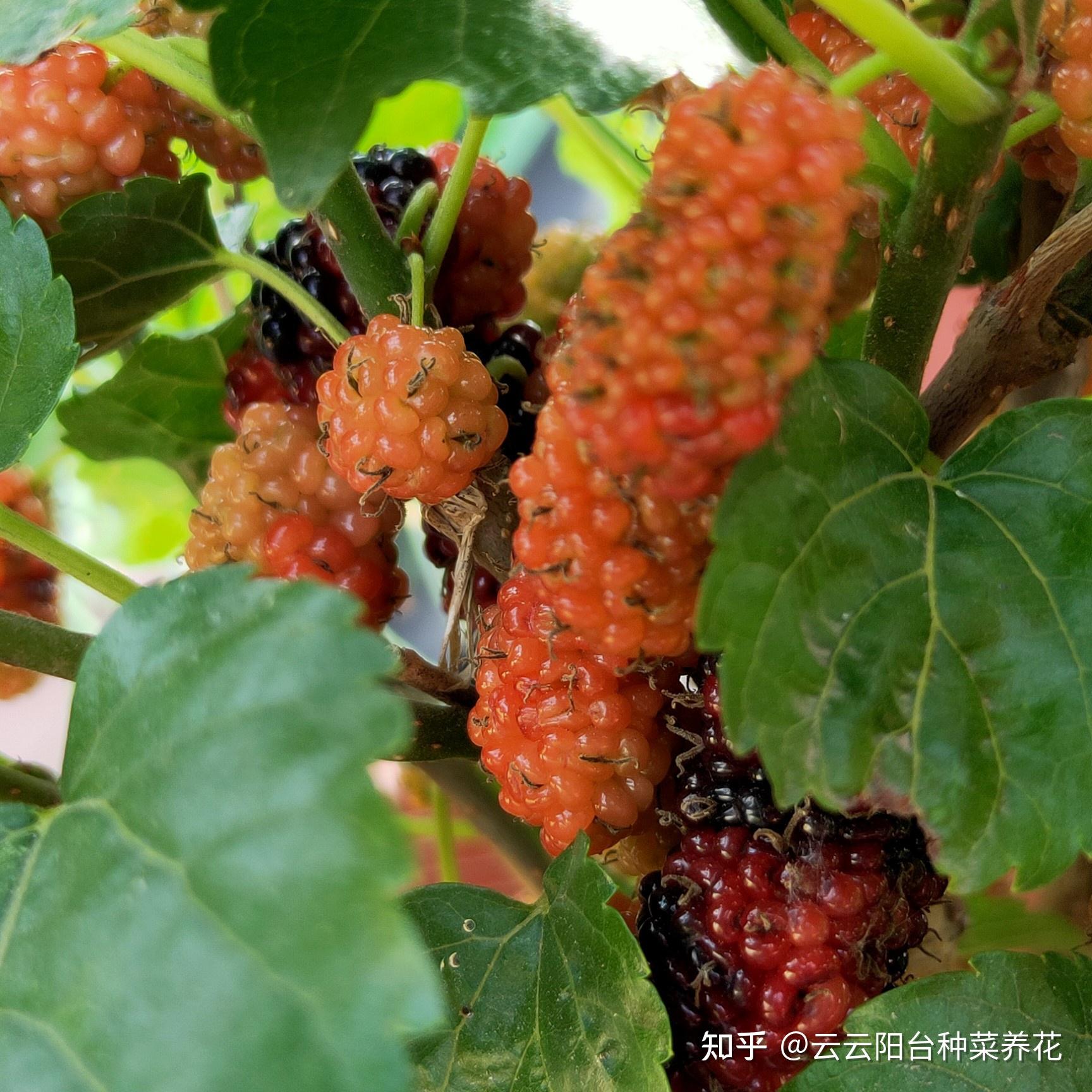 教你在阳台怎样种盆栽桑葚 - 知乎