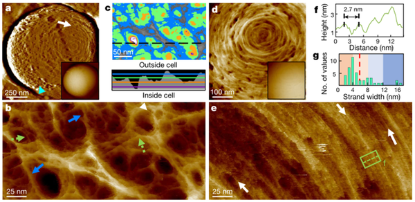 原位系列之原位AFM篇 - 知乎