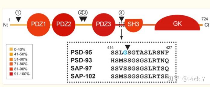review：PSD-95 与中风（int j. Mol Sci，2021） - 知乎