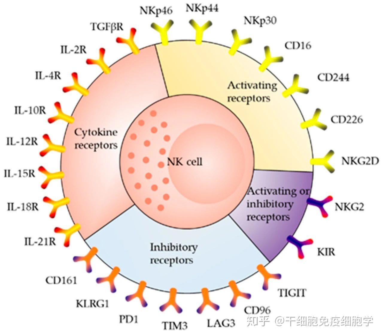 NK细胞基础生物学：抗肿瘤和肿瘤免疫 - 知乎