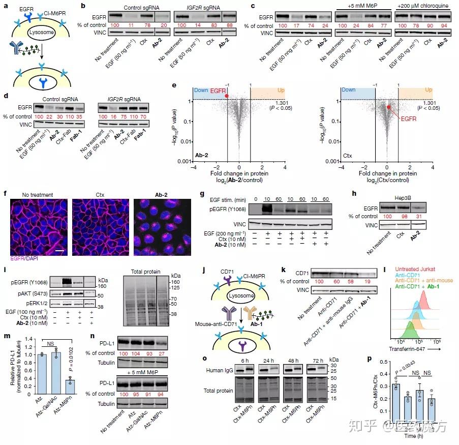 Nature：PROTAC之后， LYTAC来了！ - 知乎