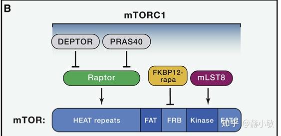 综述浅读| mTOR到底是个啥 - 知乎