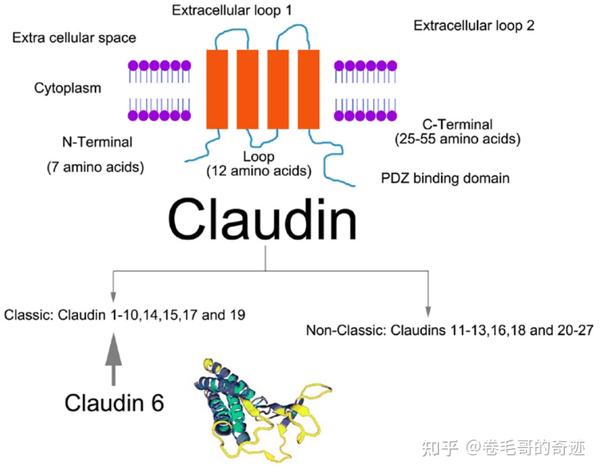 CLDN6:继18.2后CLDN家族又一高潜力新星 - 知乎