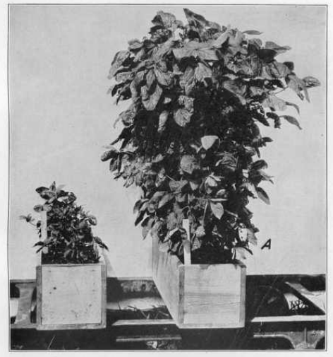 PNAS | 揭开百年神秘面纱，广州大学孔凡江/刘宝辉团队解析大豆光周期现象的分子遗传机制 - 知乎