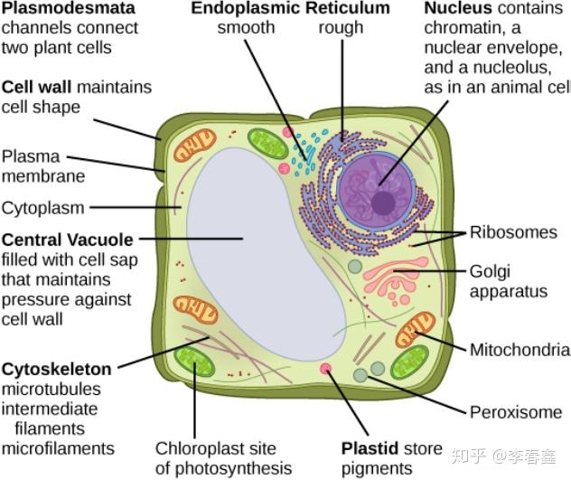 Topic 1.2 Ultrastructure of Cells 细胞显微结构 - 知乎