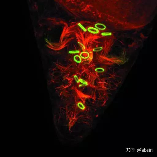 荧光染料之IF、FITC、TRITC、青色素 - 知乎