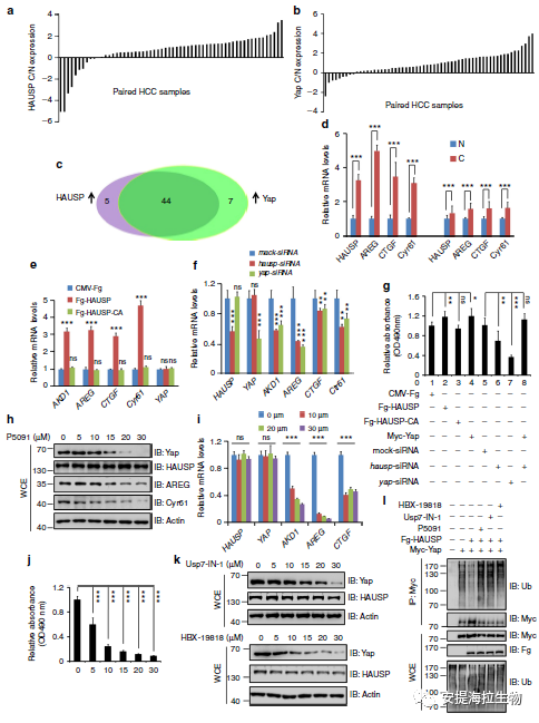 Usp7通过去泛素化转录辅助因子Yorkie调控Hippo途径 - 知乎