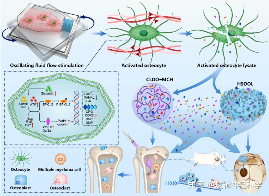 Adv Sci︱中山大学张幸鼎/国科大邓俊杰团队提出一种自体骨细胞机械传导疗法调节骨稳态促进骨修复 - 知乎