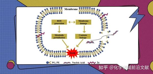 郑州大学张恩课题组EJMC：双芳香族核连接抗菌肽模拟物的开发：取代基位置显著影响抗菌活性和溶血毒性 - 知乎