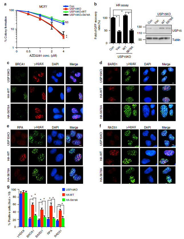 去泛素化酶USP15调节同源重组修复和癌细胞对PARP抑制剂的反应 - 知乎