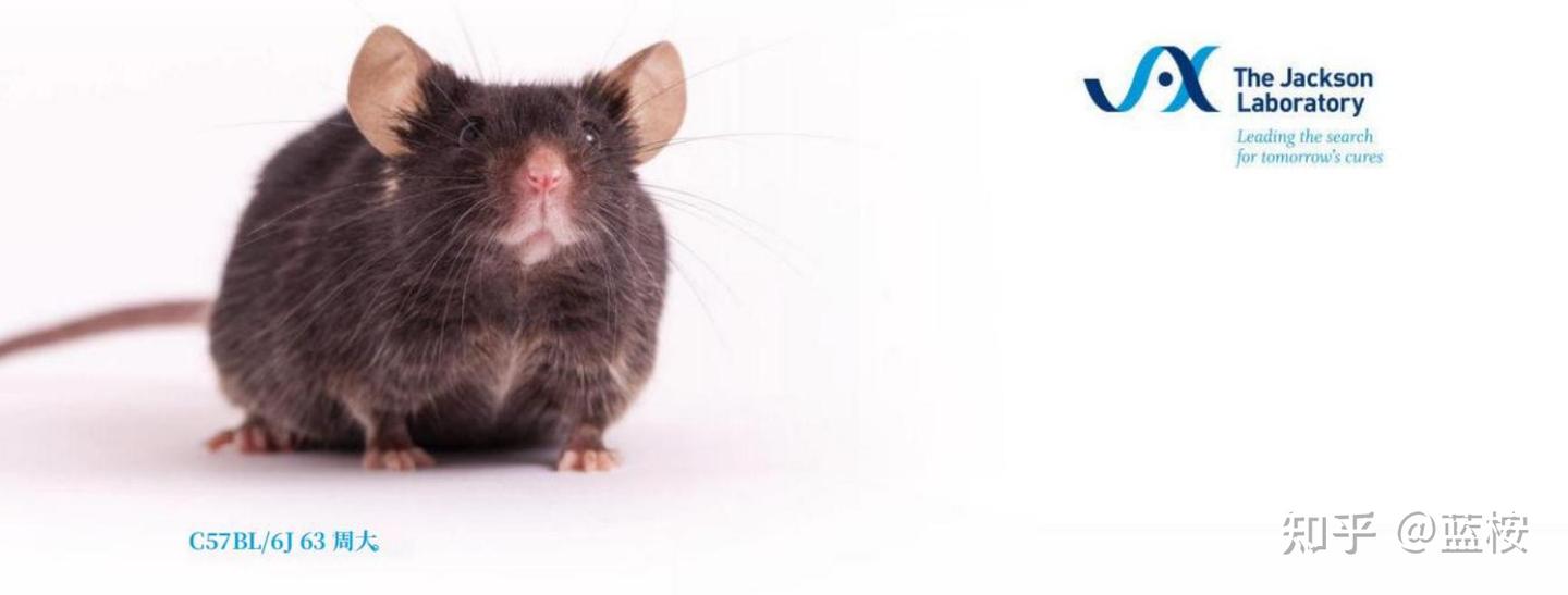 用于研究的老龄 C57BL/6J 小鼠—JAX - 知乎