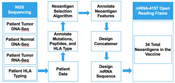 靶向34个新生抗原的个体化疫苗mRNA-4157 - 知乎