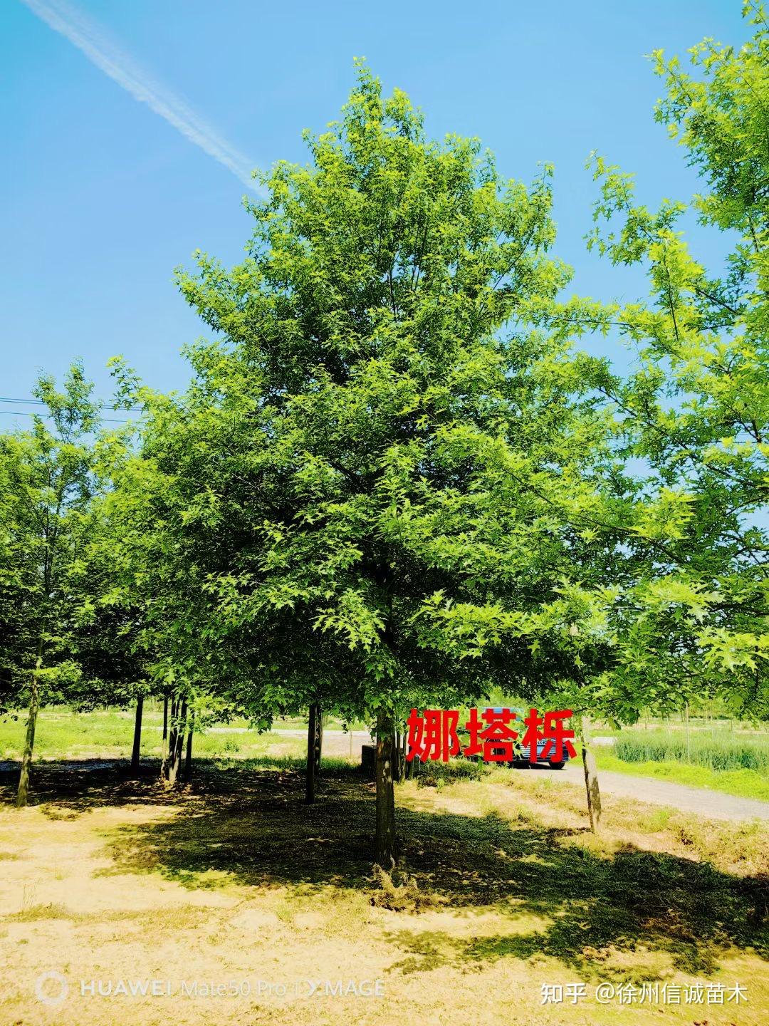 娜塔栎价格，北美红栎价格，10/12/15/18/20/25/30公分娜塔栎报价 - 知乎