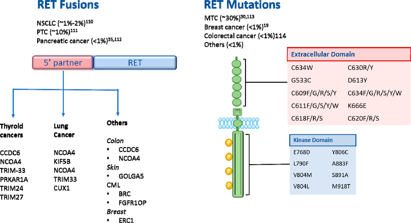 药物发现│RET激酶抑制剂的研究进展 - 知乎