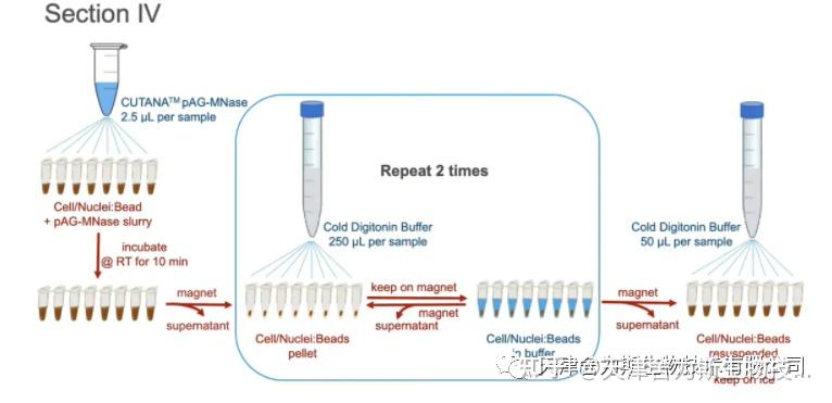 CUT&RUN--下一代chip实验的革新性技术 - 知乎