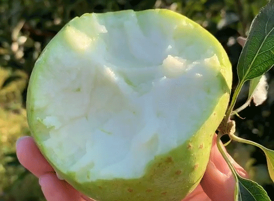 它是世界排名前五的“奇迹水果”！清脆爆汁甜到嗓子眼~ - 知乎