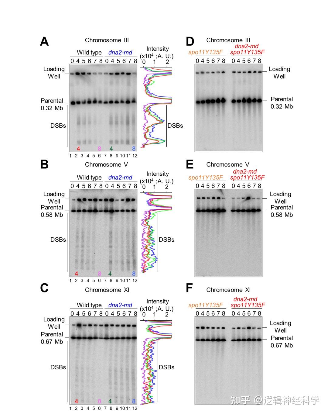 NAR︱山东大学张亮然/王顺心团队揭示Dna2移除减数分裂细胞中ssDNA-RPA纤丝的分子机制 - 知乎