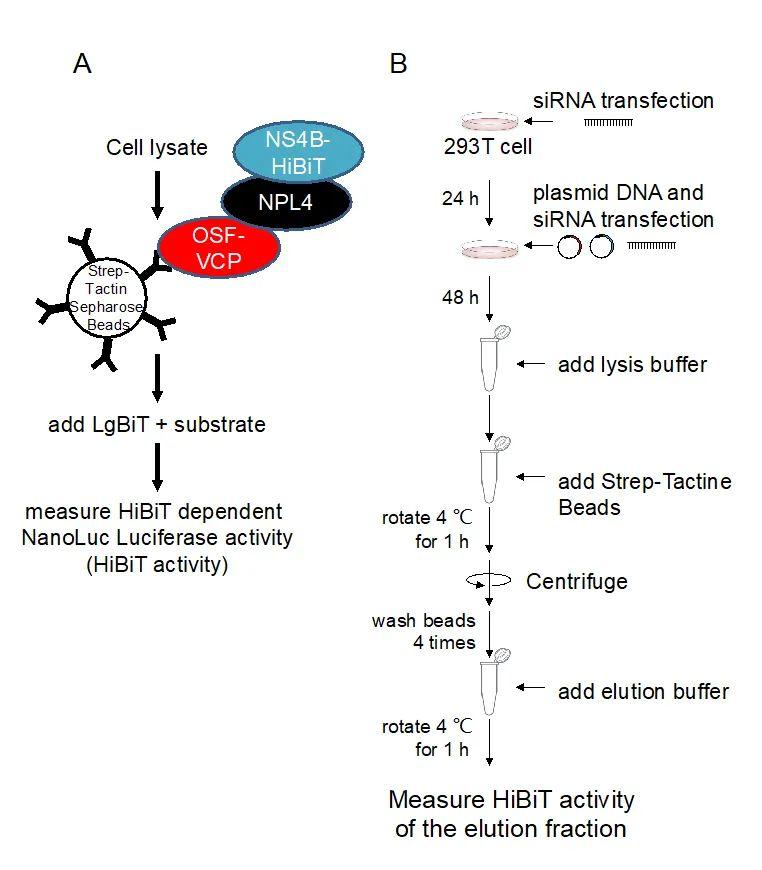 Bio-protocol | 2023年3月20日最新上线实验方案目录 - 知乎