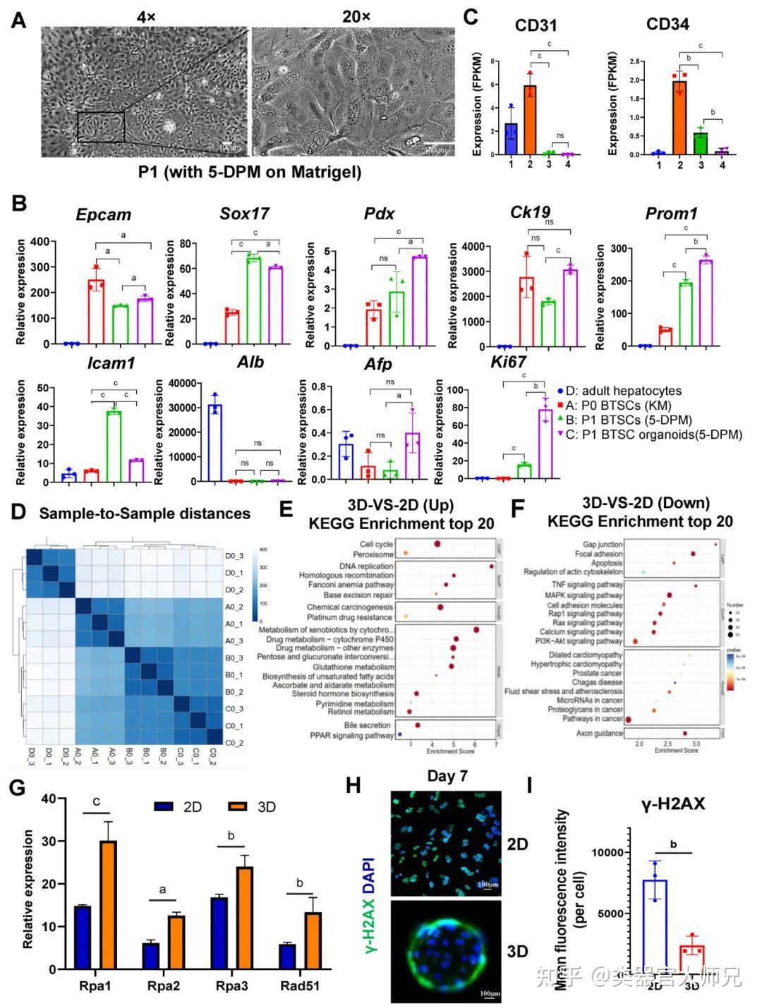 Bioact Mater | 胆道干细胞类器官扩展的激素与化学定义条件研究 - 知乎