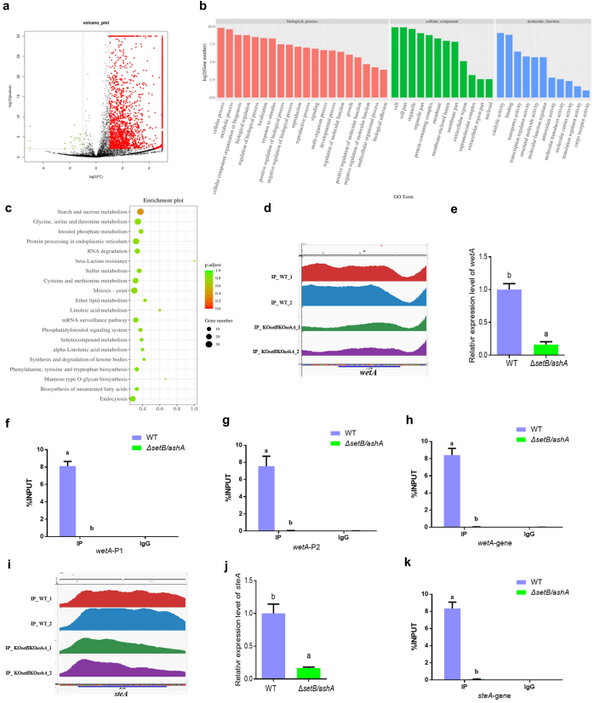 项目文章 | ChIP-seq揭示Set2家族通过H3K36甲基化调控病原真菌黄曲霉的真菌毒素代谢和毒力 - 知乎