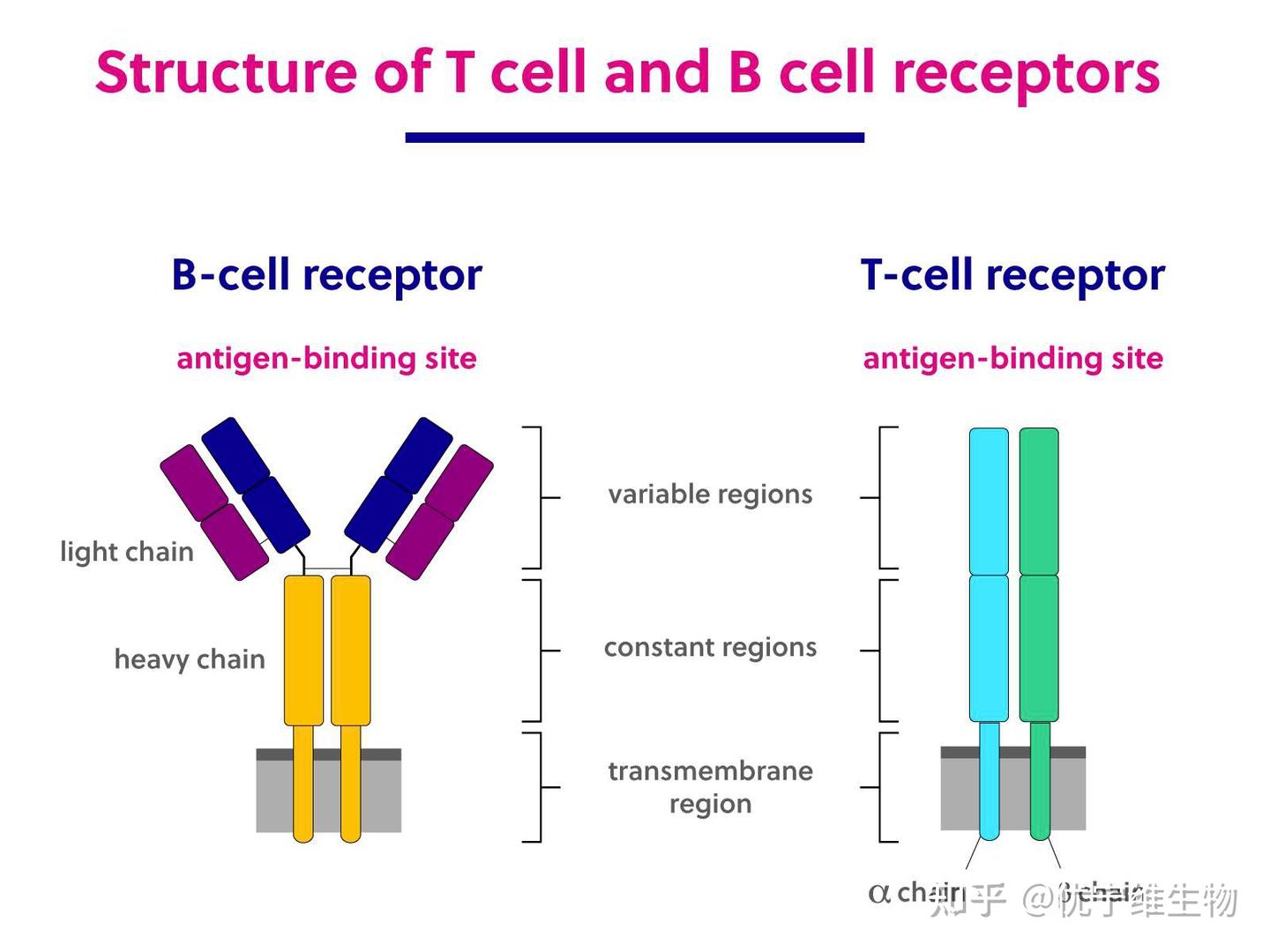 T细胞受体（T Cell Receptor, TCR）：结构与功能的分子交响曲 - 知乎