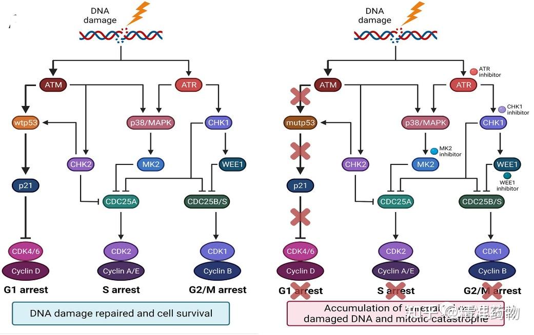 【靶点】P53 - 知乎