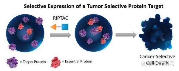 克服癌症耐药，PROTAC先驱的新技术：RIPTAC - 知乎