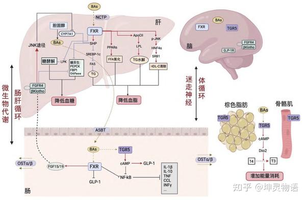 胆汁酸受体及其作用途径 - 知乎