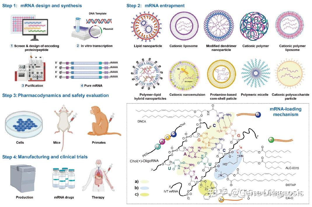 mRNA疫苗全面解读-2（mRNA设计与制备） - 知乎