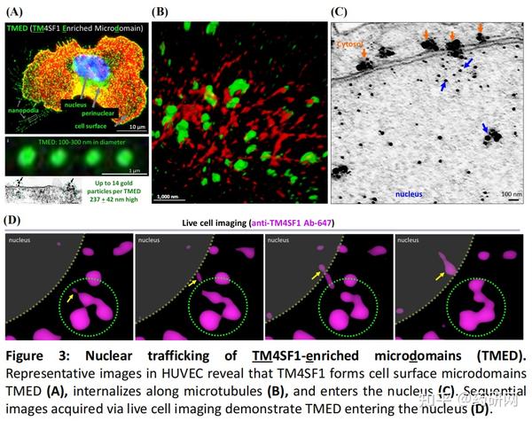 不走寻常路的TM4SF1 ADC - 知乎
