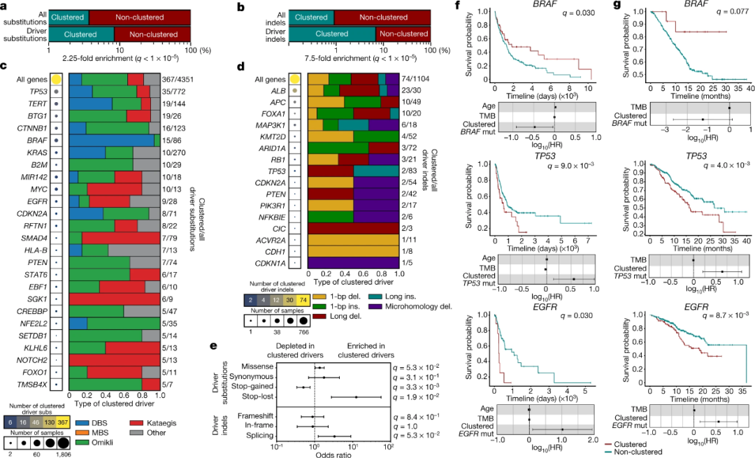 Nature | 绘制染色质外DNA的APOBEC3聚集突变图揭示癌症进化与预测生存 - 知乎