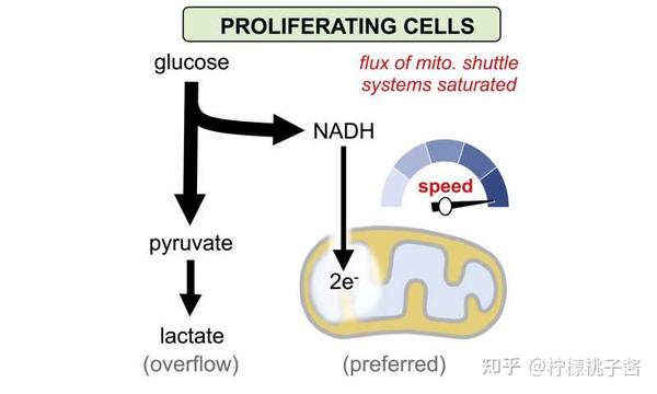 关于癌症的Warburg效应的这3点，你知道吗？ - 知乎