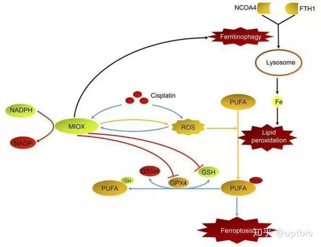 细胞病理性铁死亡？中科院一区带你探索MIOX的妙用 - 知乎