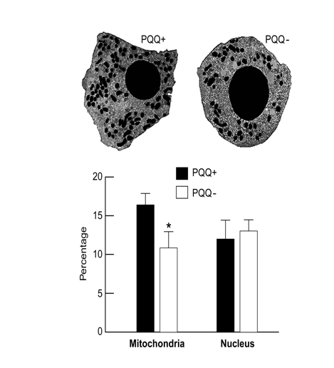 成分大起底|所谓的PQQ线粒体优化剂真的是智商税吗？它对大脑有哪些好处？ - 知乎