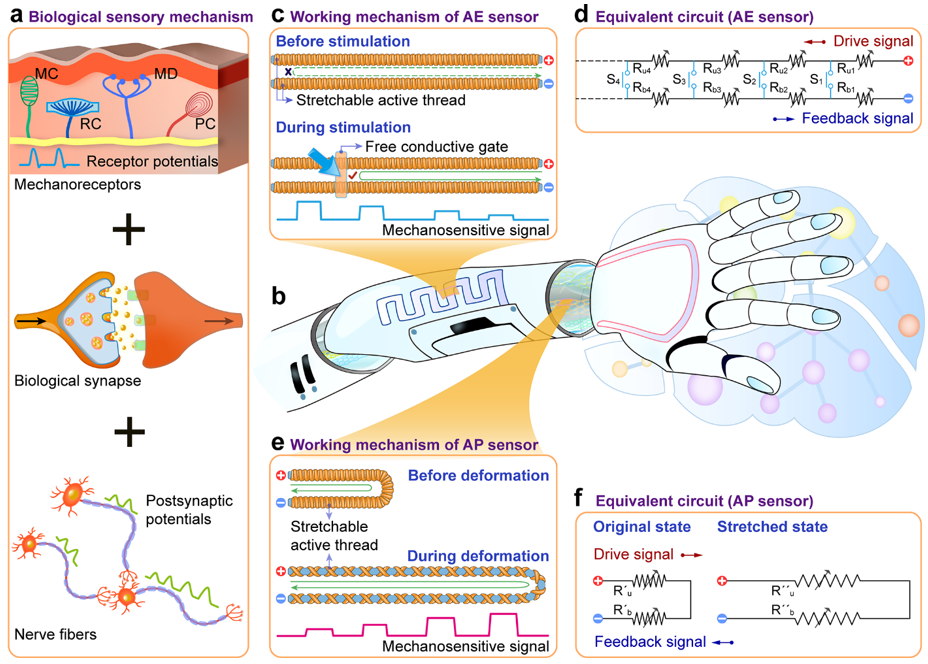 南洋理工大学郑元谨教授等《AFM》：研制出高度可拉伸的人工周围感觉神经器件 - 知乎