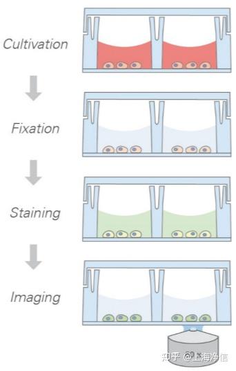免疫荧光(IF)染色|如何使用ibidi 8孔高壁载玻片进行实验，拍出令人惊叹的图像 - 知乎