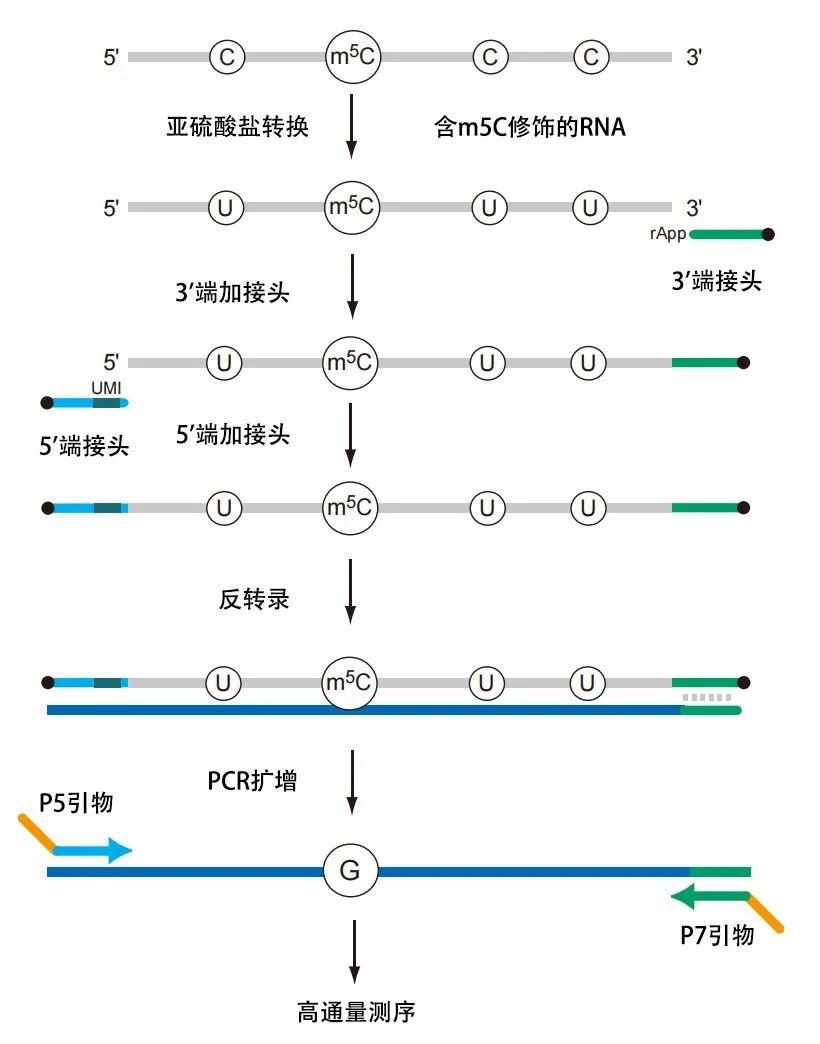 mRNA m5C BS-seq技术服务，绘制单碱基分辨率m5C修饰图谱 - 知乎
