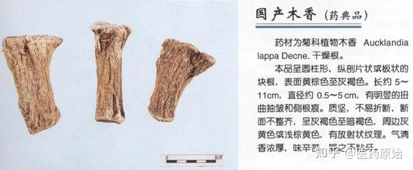 带你识别木香 - 知乎