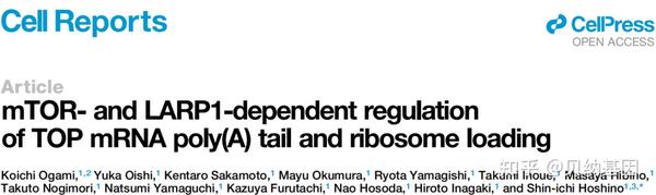 Poly(A)尾研究文献解读｜TOP mRNA poly(A)尾长和核糖体装载的mTOR和LARP1依赖性调节 - 知乎