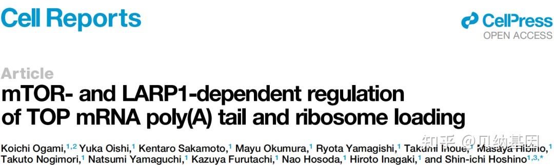 Poly(A)尾研究文献解读｜TOP mRNA poly(A)尾长和核糖体装载的mTOR和LARP1依赖性调节 - 知乎