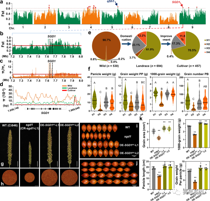 【Nat Commun】E2-E3组合有助于粮食作物的种子大小控制 - 知乎