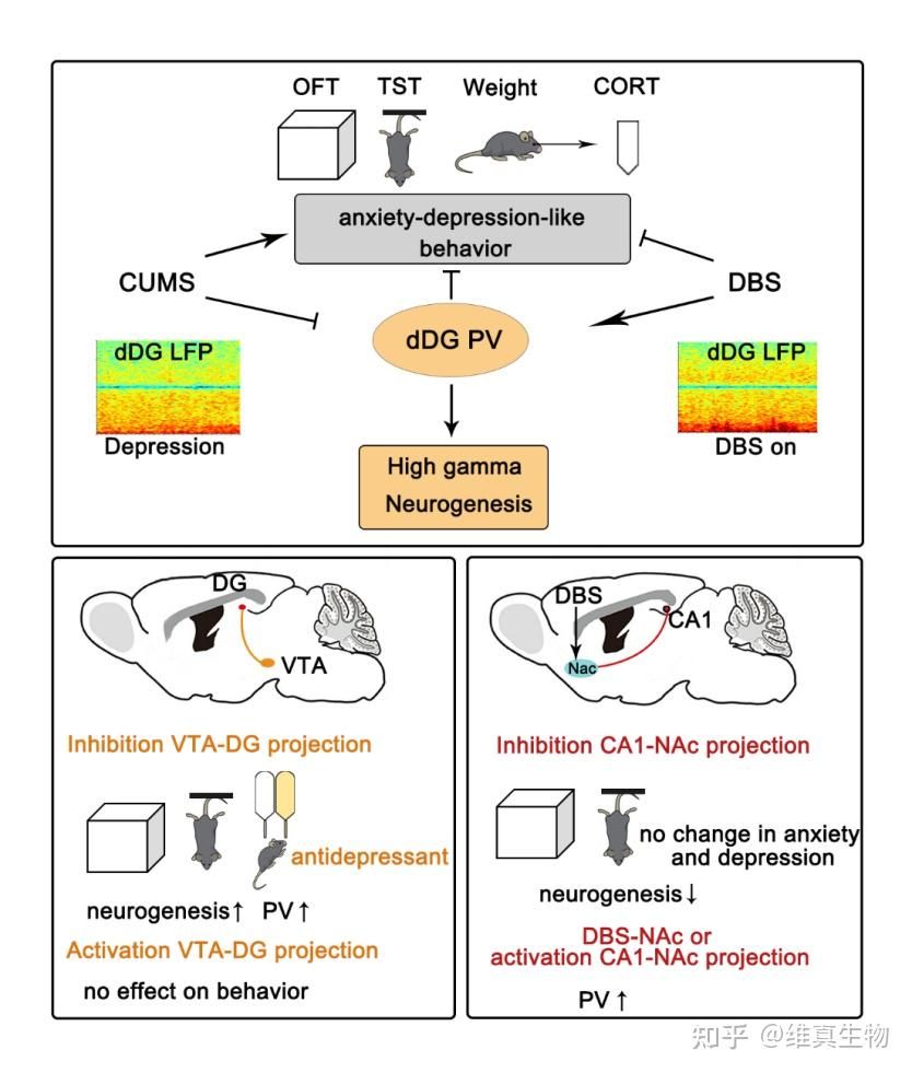摆脱抑郁，拥抱阳光！NAc-DBS疗法为抑郁症治疗提供新思路！ - 知乎